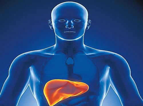 Liver tissue for transplants, drug screening developed