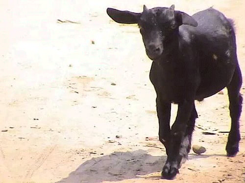 Goat taken into custody for criminal trespass, freed later