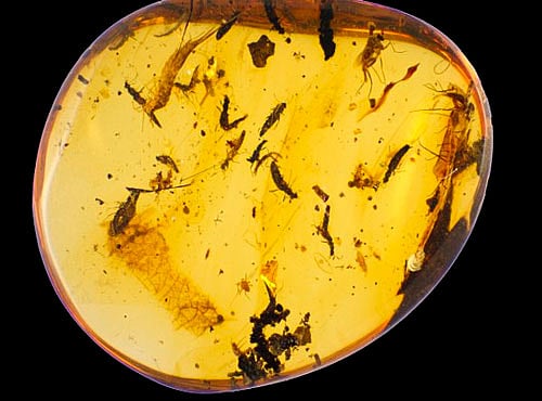 100-million-year-old amber preserved oldest animal societies
