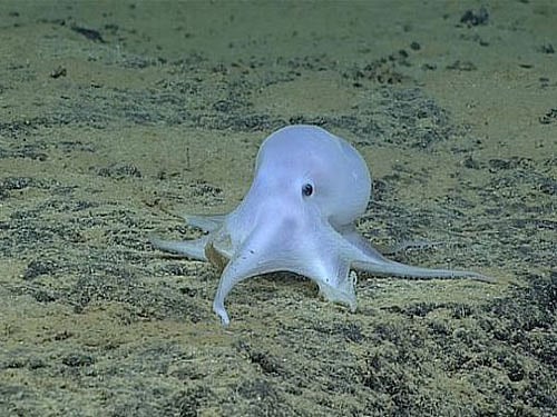 Scientists: Possible new octopus species found near Hawaii