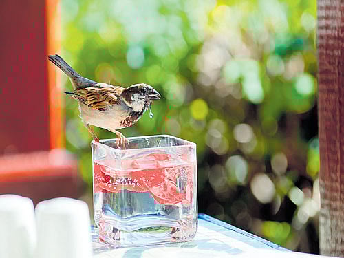 And one for the birds...