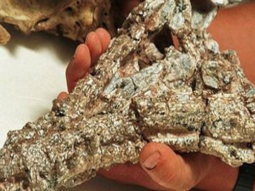 New species of reptile identified from 250-mln-year-old fossil