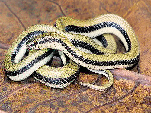 New snake genus discovered