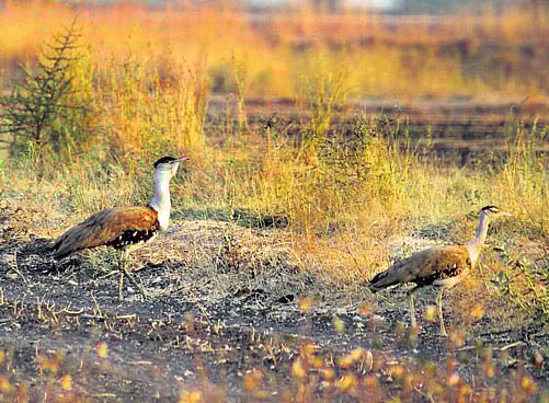 Saving the Great Indian Bustard
