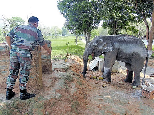 Soldiers rescue elephant calf