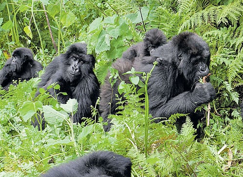 A secure future for the gorillas
