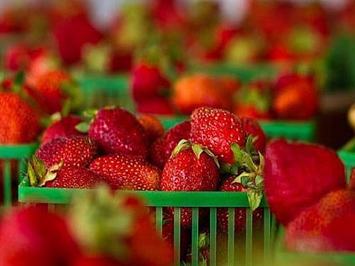 Silk coating can keep fruits fresh for a week