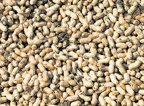 Wellbeing-The good thing about peanuts