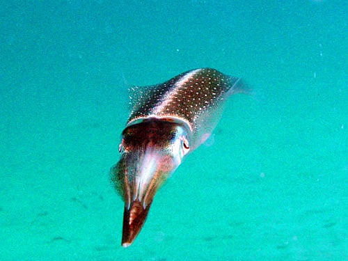 Squids on the rise as oceans change: study