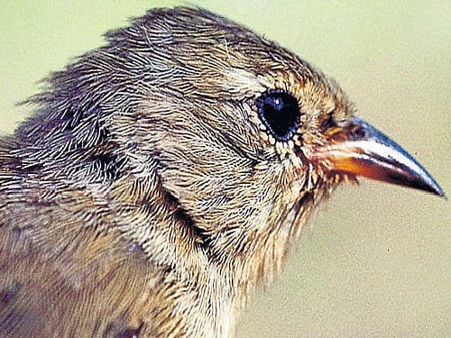 Evolution of Darwin's finches tracked at genetic level