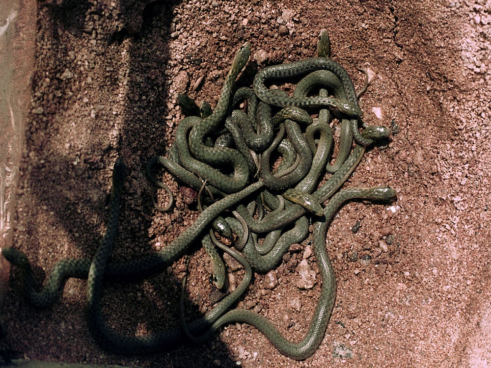 Nesting season of snakes begin in Bhitarkanika national park