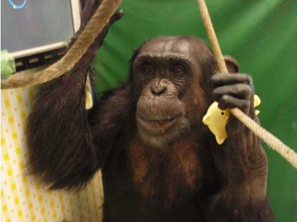 Touch screen helps paralysed chimp walk again