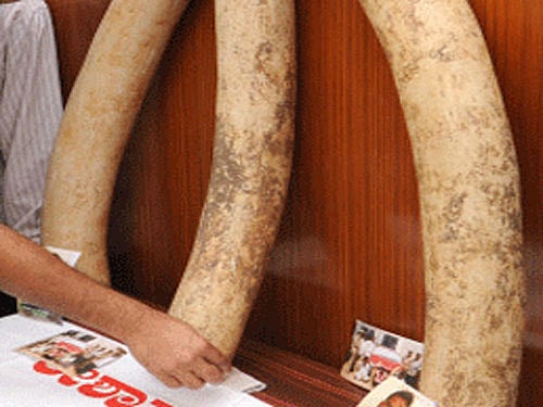 Six held for trying to sell elephant tusks
