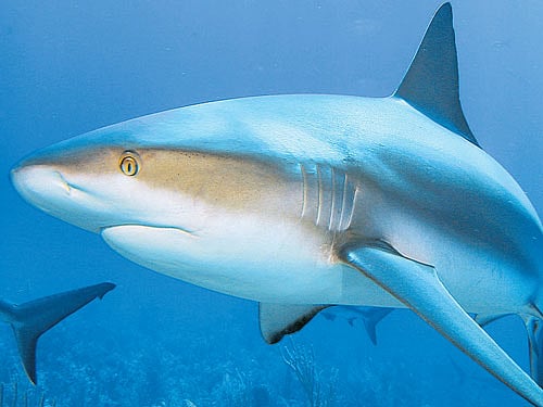 India ranks second on list of shark fishing nations: WWF