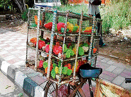 Over 200 dyed birds seized