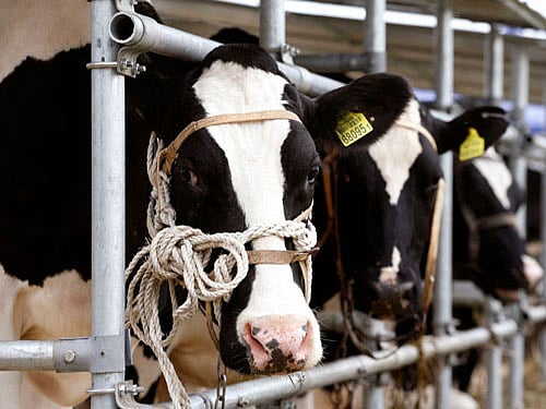 Happy cows may give more nutritious milk!