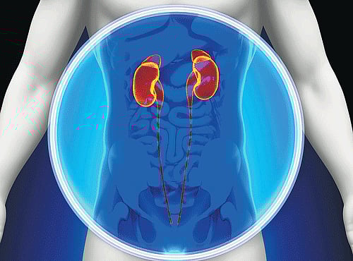 New way to predict, prevent damage in donated kidneys