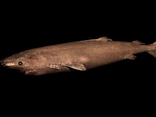 Long in the tooth: the Greenland shark may live four centuries