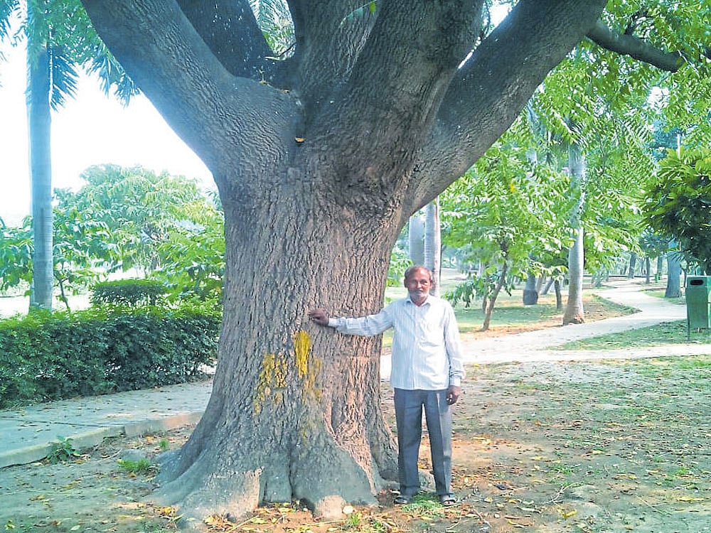Heritage tag brings cheer to Nehru Park tree caretaker
