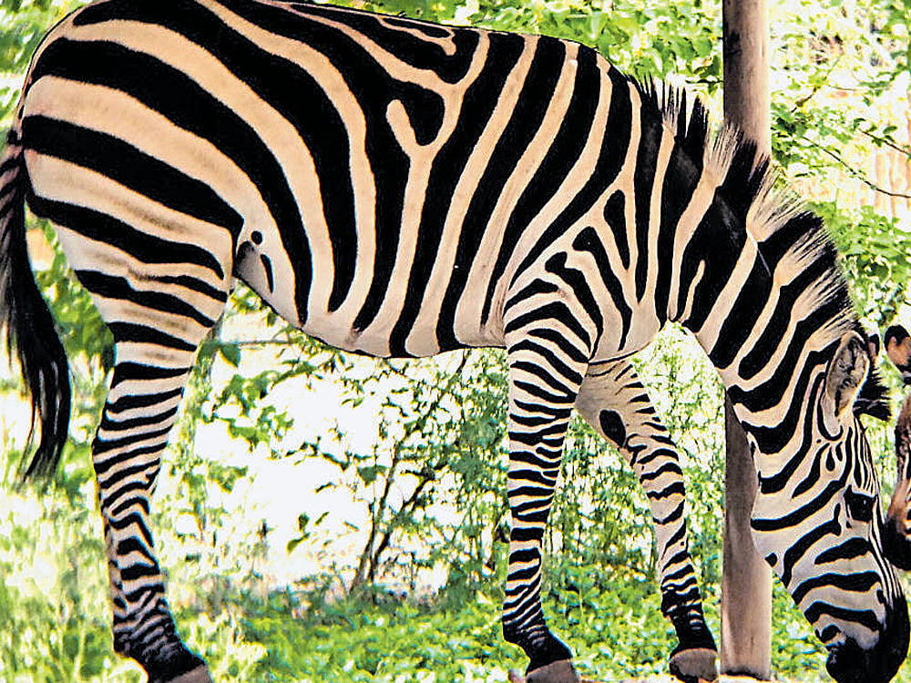 Four animals die in three weeks; zoo director rules out foul play