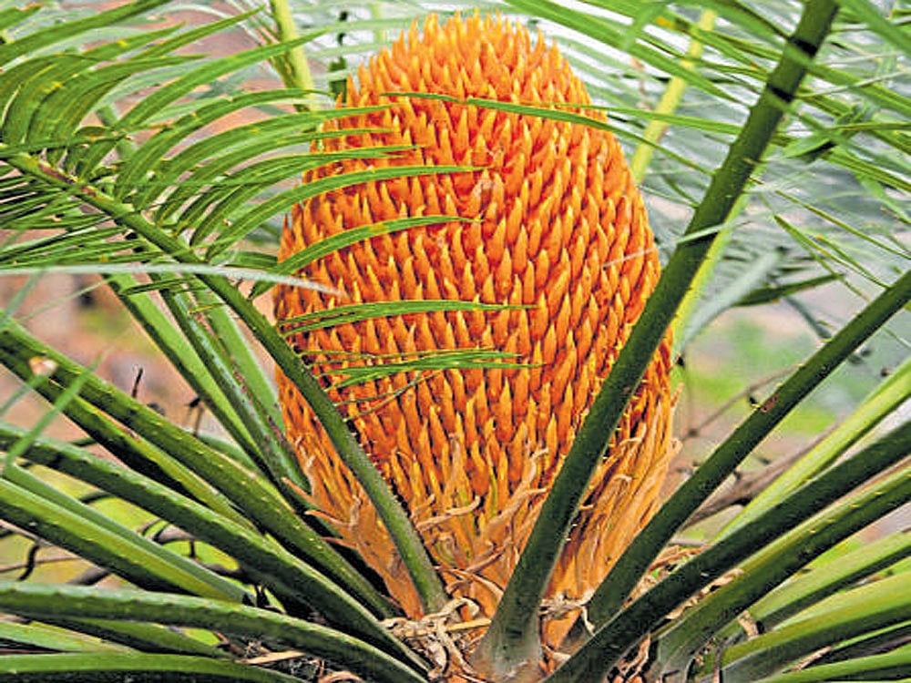 Cycad plants under extinction threat