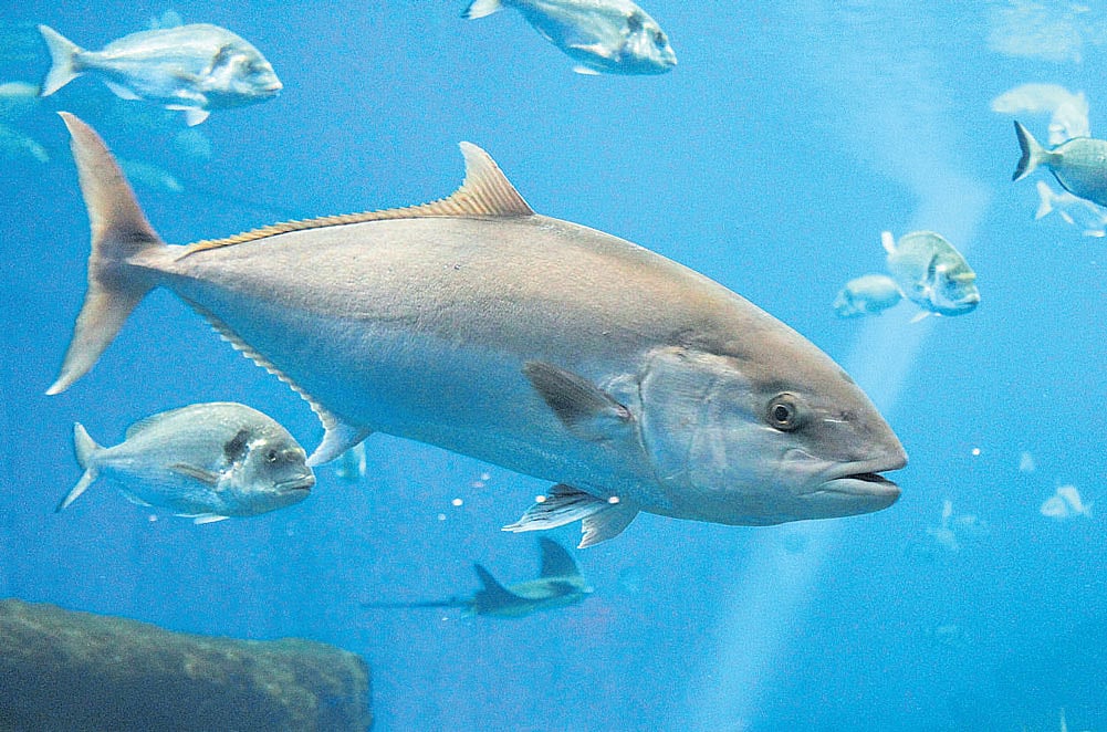 Taking steps to save the Pacific bluefin tuna