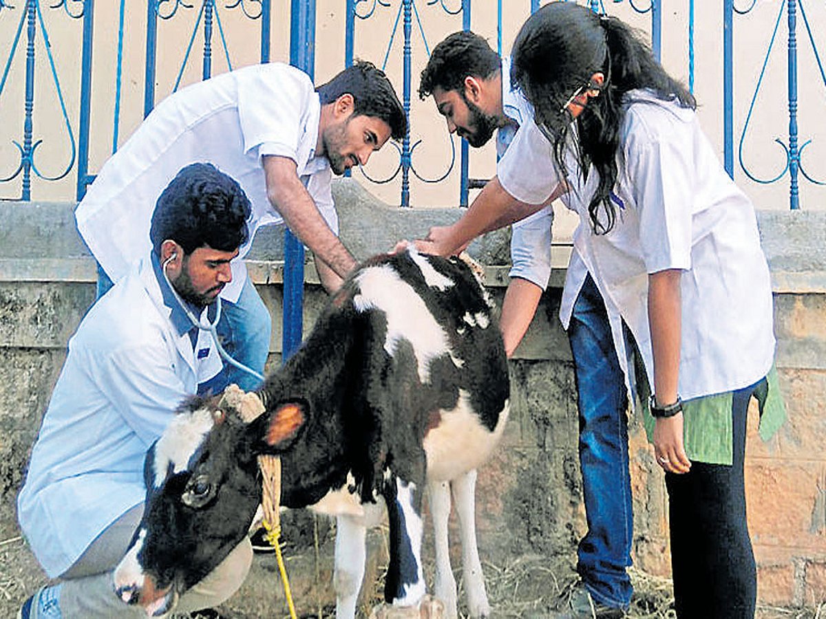 Treating precious paws and pure hearts Treating precious paws and pure hearts