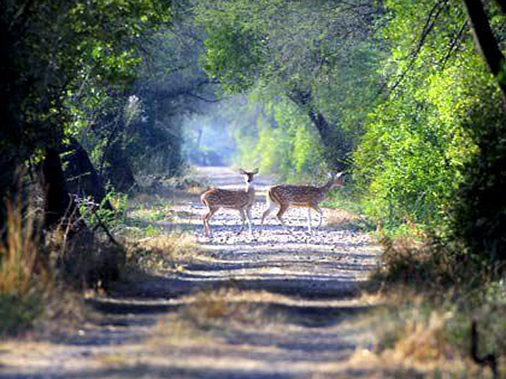 Humans severely damaging natural World Heritage Sites: study