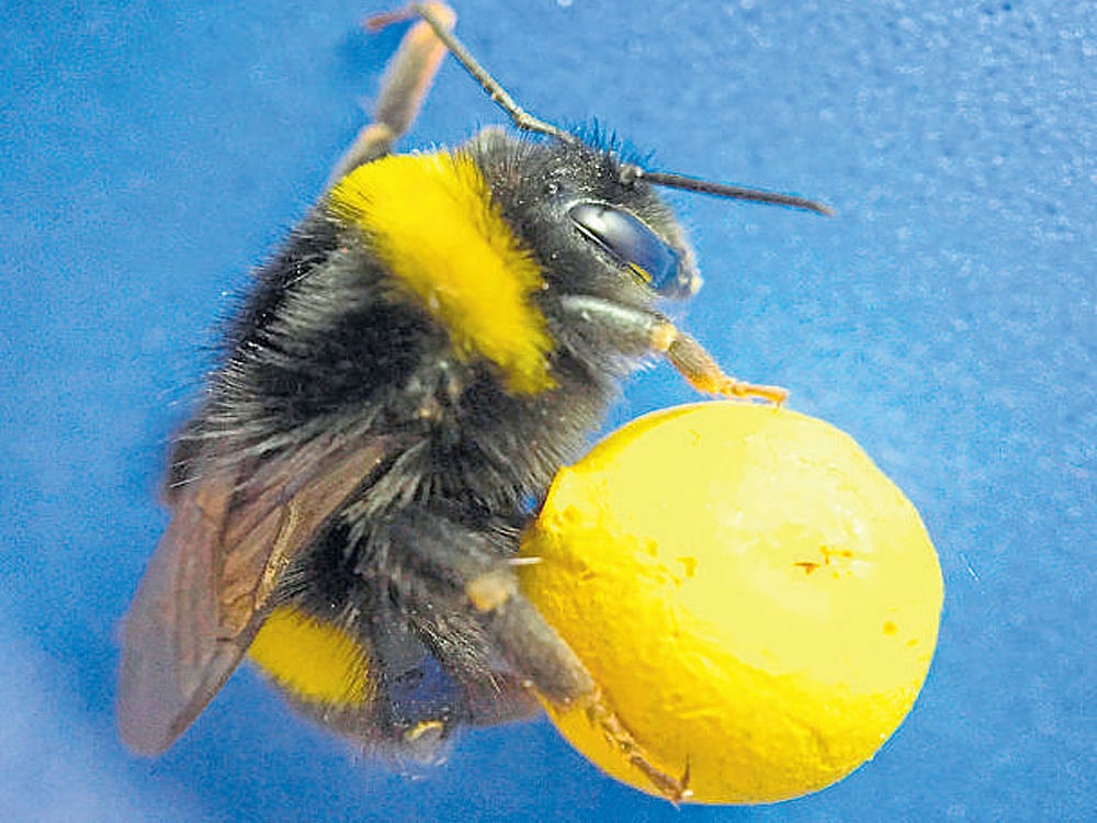 The power of the bumblebee brain
