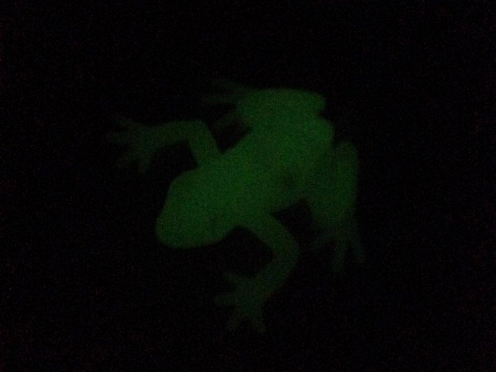 World's first glow-in-the-dark frog discovered in Argentina