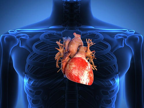 Unique gene that staves off heart disease identified