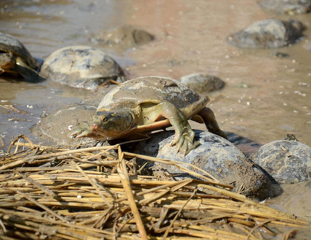 Eating soft shelled turtles may spread cholera: study