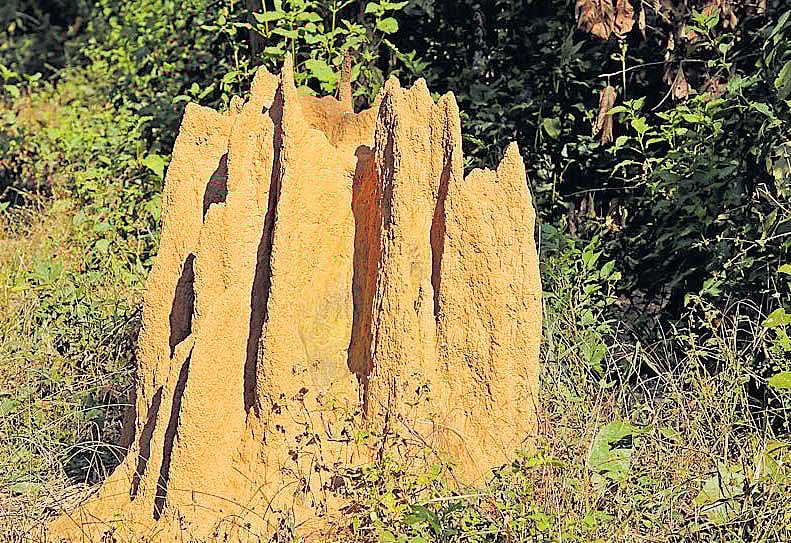 Termites, the indicators of an ecosystem