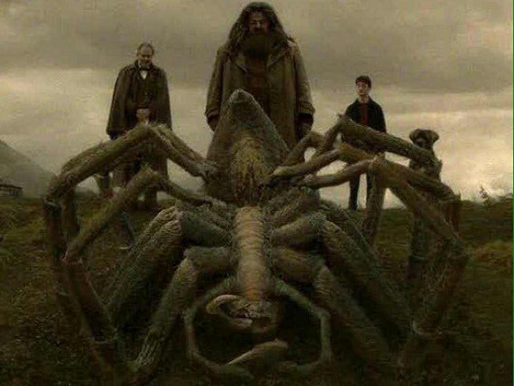 New spider species named after Harry Potter character