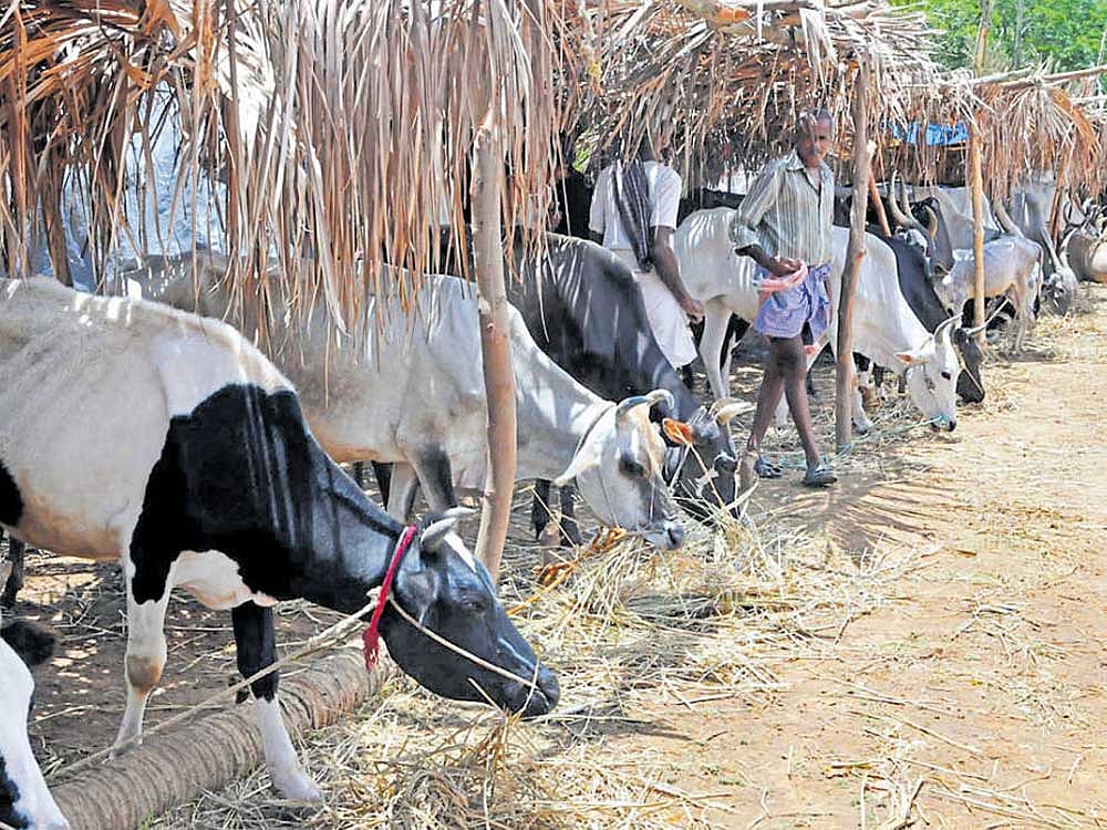 Defence Ministry to auction cows in military farms