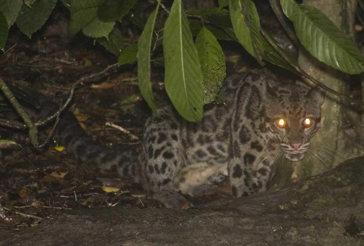 Rare Bornean clouded leopards caught on camera in Malaysian reserve