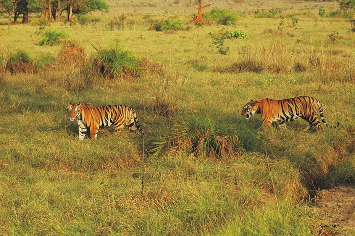 Protecting tigers and their habitats