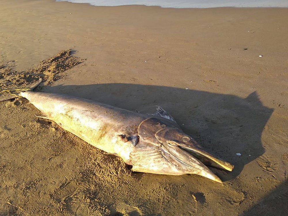 Exotic Black Merlin fish carcass washes ashore