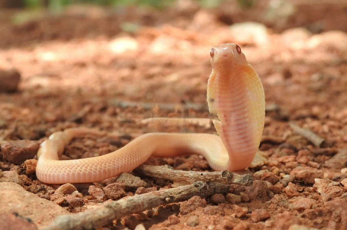 Albino Cobra