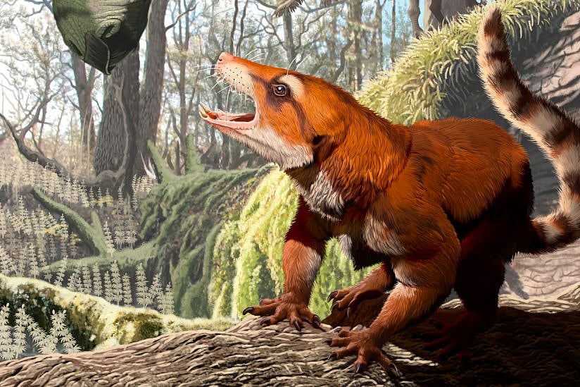 Fossil from Utah sheds light on primitive mammal group