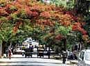 BBMP to begin tree census in City