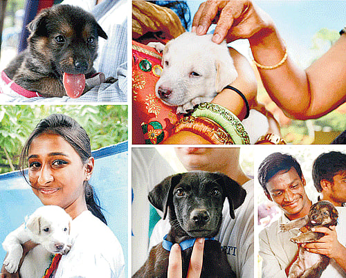 NGOs tap social media to help adoption of animals