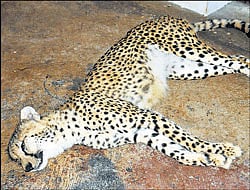 Cheetah cub dies in Mysore zoo