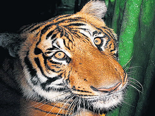 Killer tiger captured at Bababudangiri