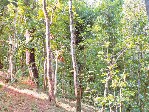 Kammasandra forest in Kolar district to be a sanctuary soon