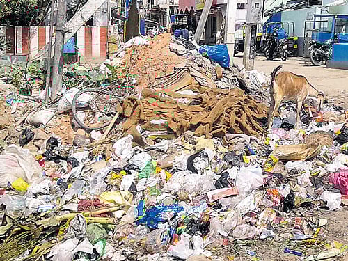 AAP's 'spot the kachra' campaign takes off