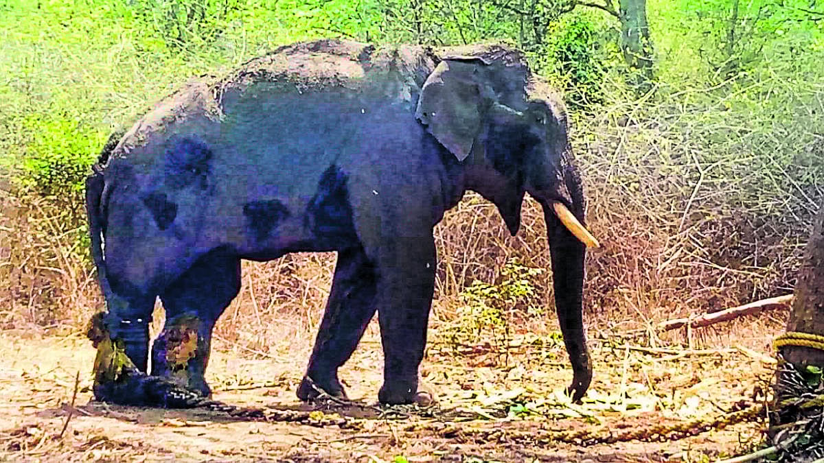 Injured lone tusker responding to treatment