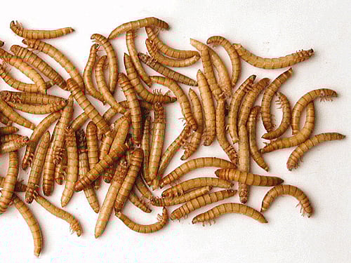 Chinese scientists discover worm that devours plastic