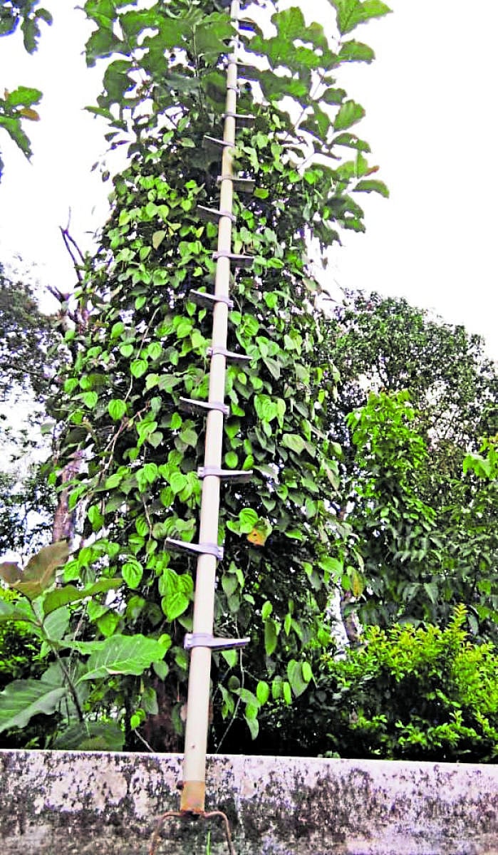 30 labourers electrocuted on aluminium ladders in 4yrs