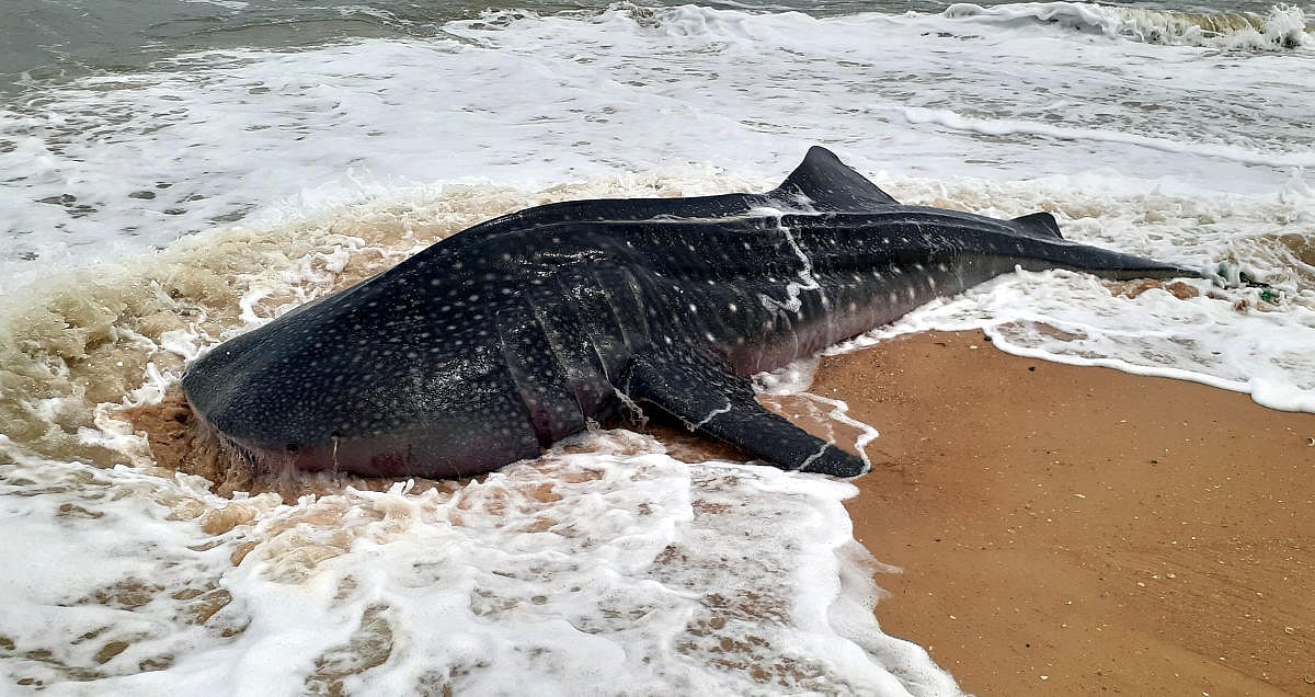 Hundreds of sharks, rays tangled in plastic: Study